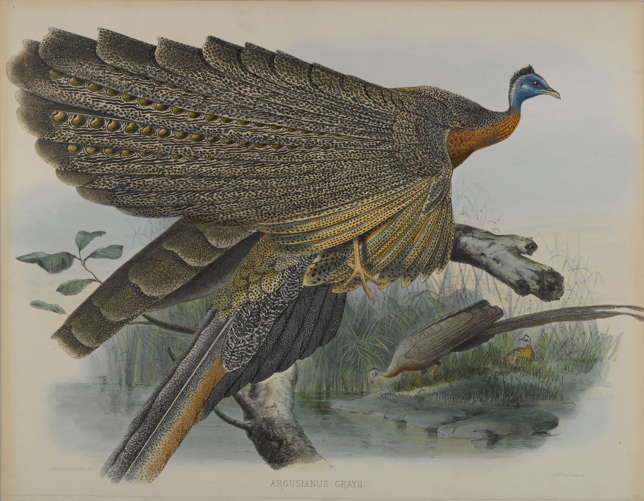 Argusianus Grayii by Daniel Giraud and Gould John Elliott