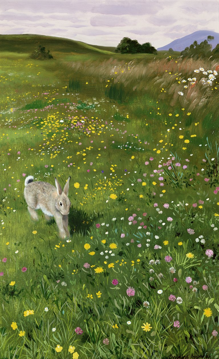 Hare in Spring Flowers by Douglas Anderson: Fine art print