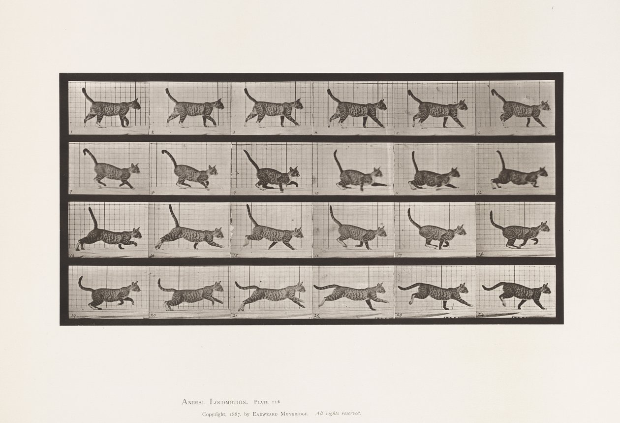 Cat Walk Cycle