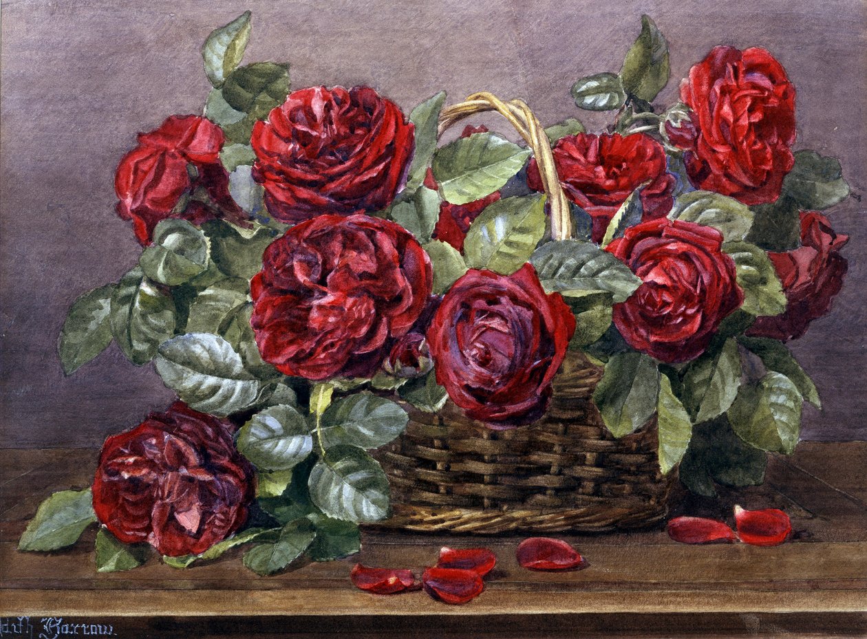 Red Roses by Edith Isabel Barrow: Buy fine art print