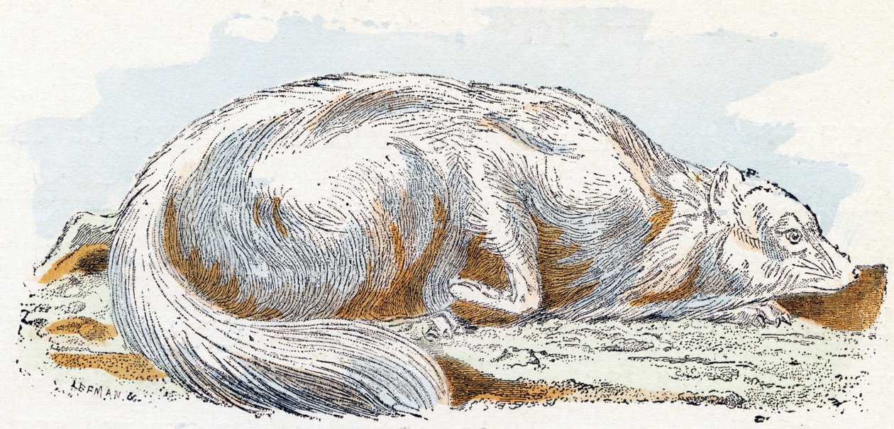 Arctic fox - 'Alphabet illustrates animals' 19th century
