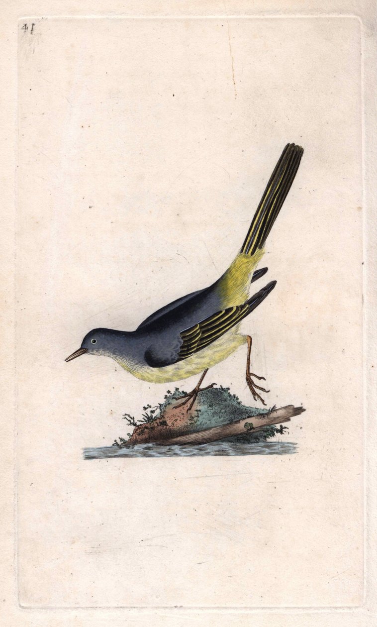Brook Shepherd. Motacilla cinerea by Edward Donovan