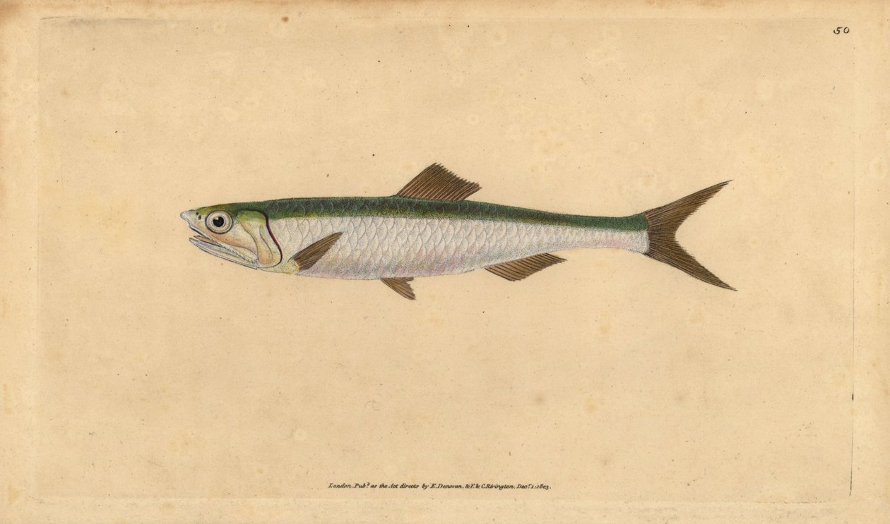 European Anchovy, Handcoloured Copperplate by Edward Donovan from ...
