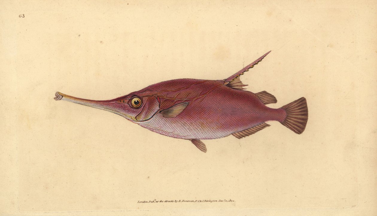 Longspine Snipefish, Macroramphosus Scolopax. Handcoloured Copperplate ...