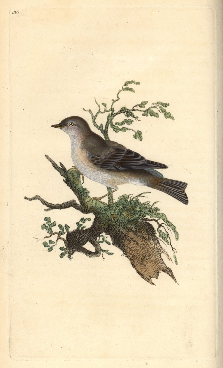 Orphean warbler, Sylvia hydrtensis, or greater pettychaps. Handcoloured ...