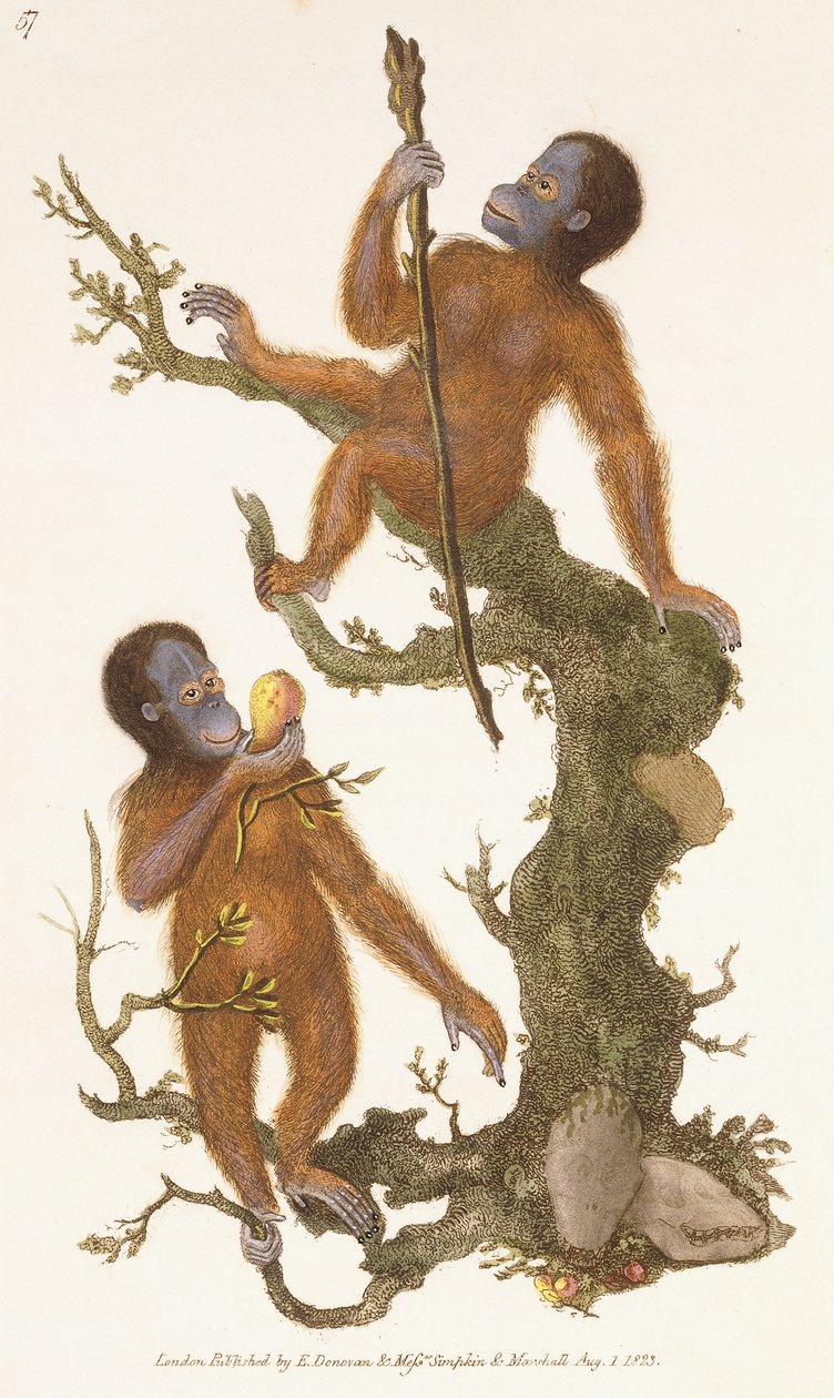 Two Primates on a Tree by Edward Donovan: Fine art print