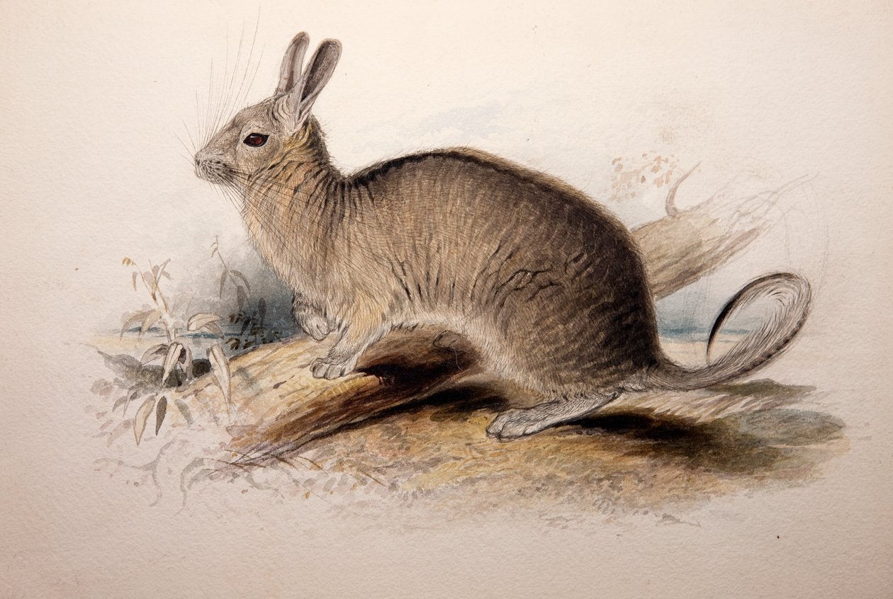 Lagotis Cuvieri, 1833 by Edward Lear: Buy fine art prints