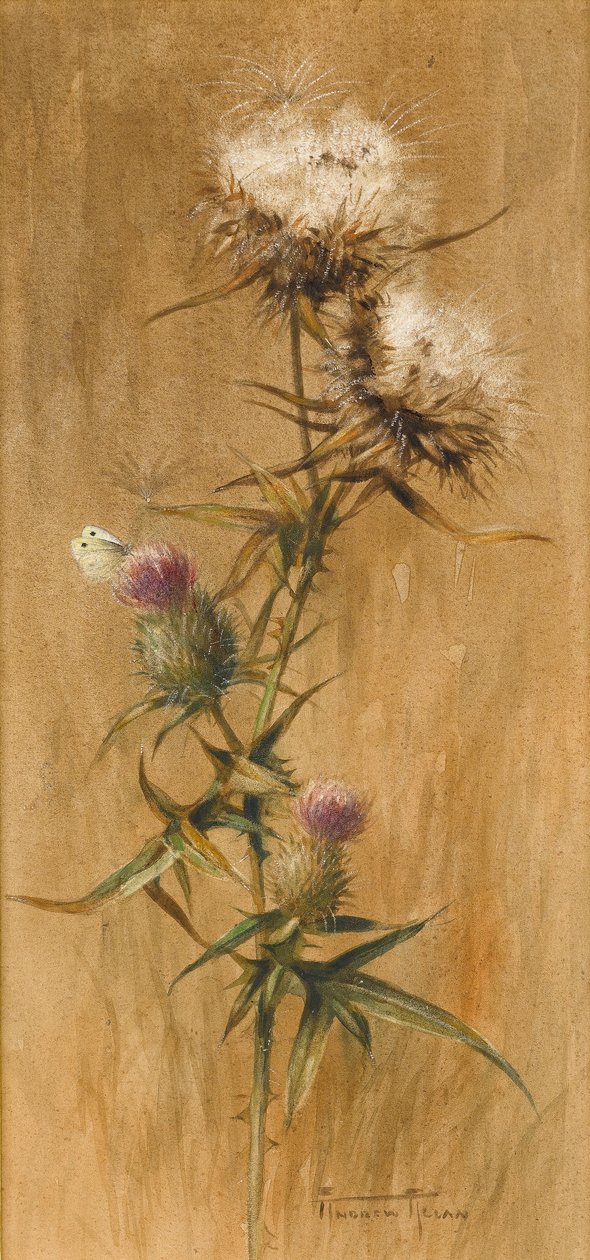 Butterfly on Thistle Heads by Edwin John Alexander