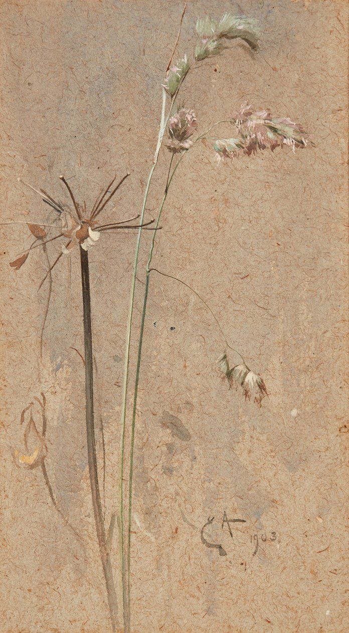 Cocksfoot Grass by Edwin John Alexander: Fine art print