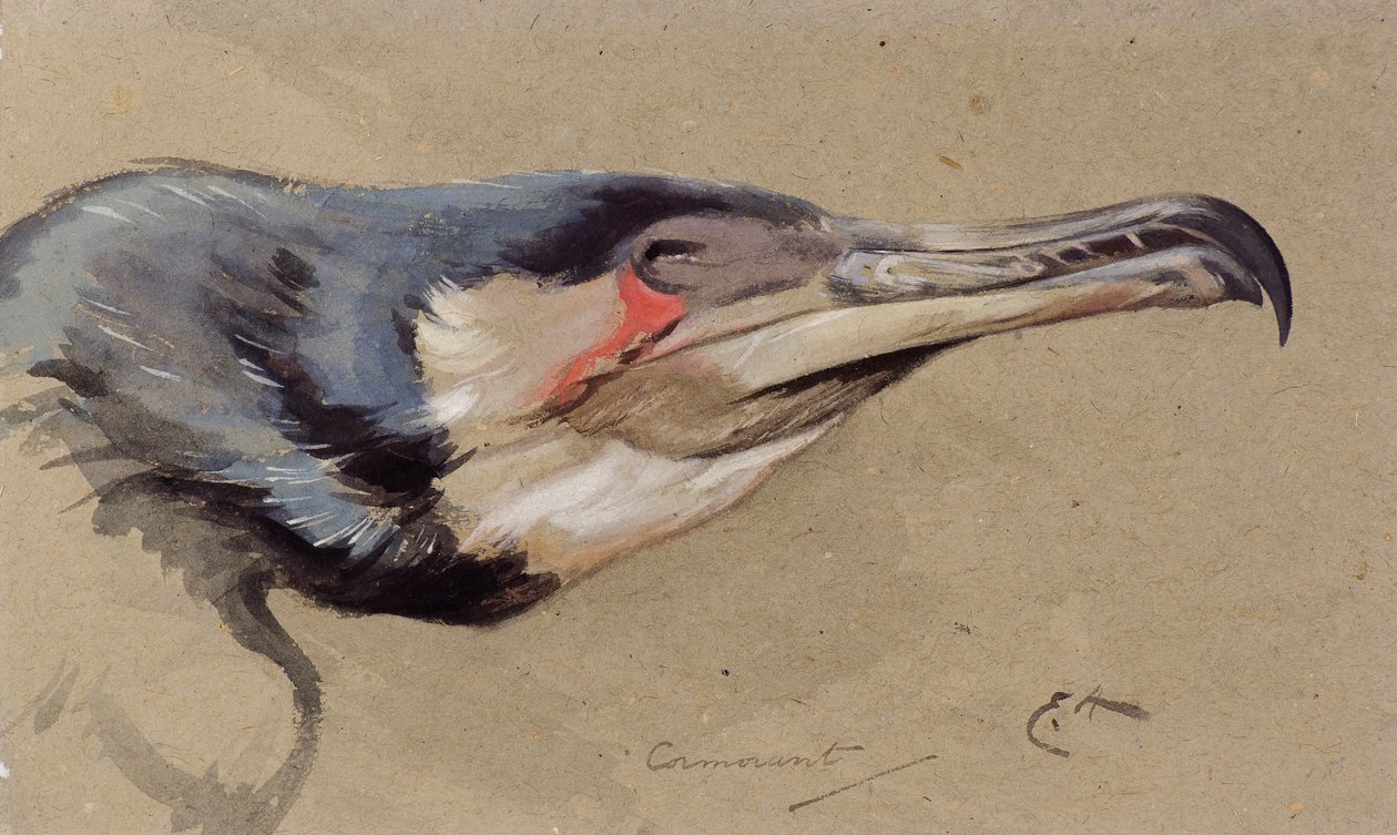 Cormorant by Edwin John Alexander: Buy fine art print
