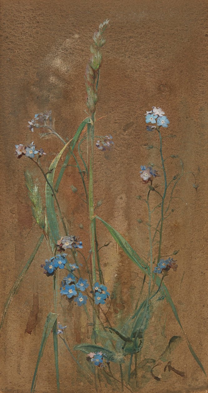 Forget-Me-Not by Edwin John Alexander: Buy fine art print
