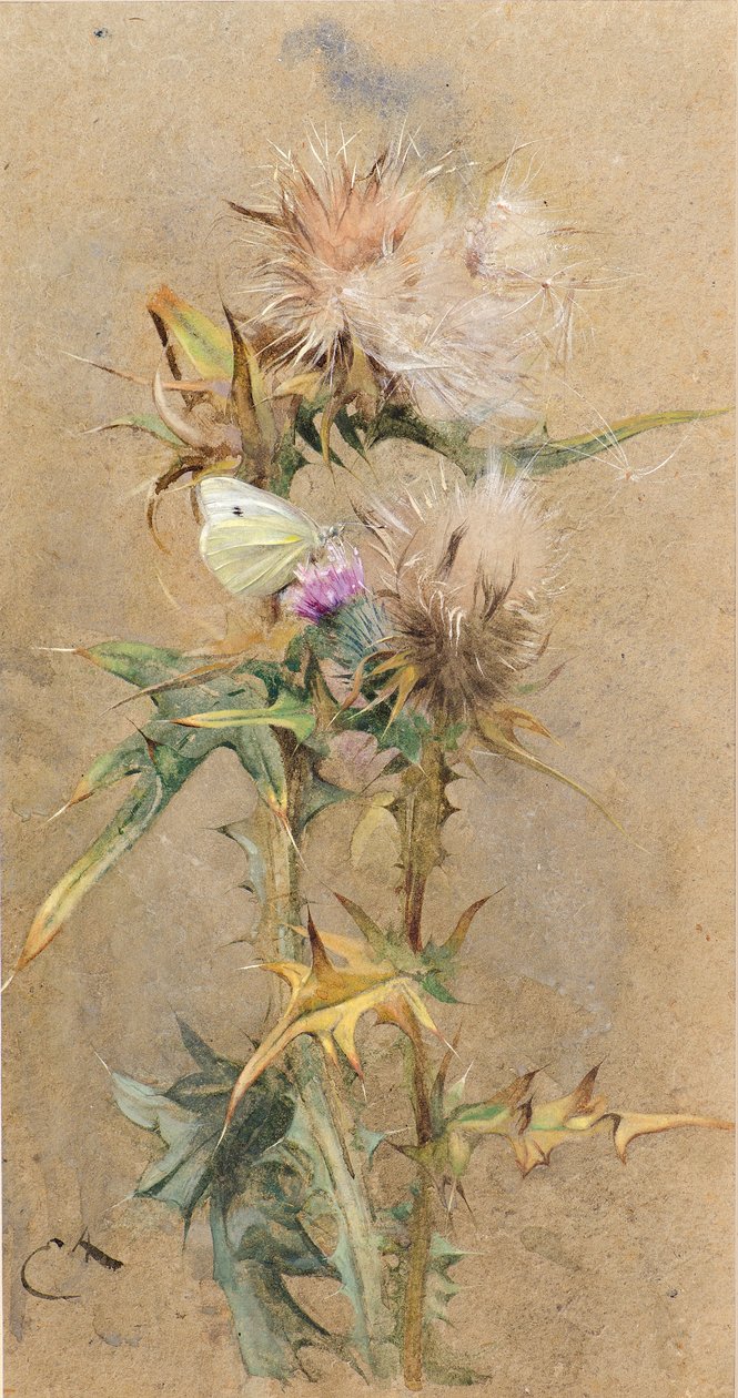 Thistles and Butterfly by Edwin John Alexander