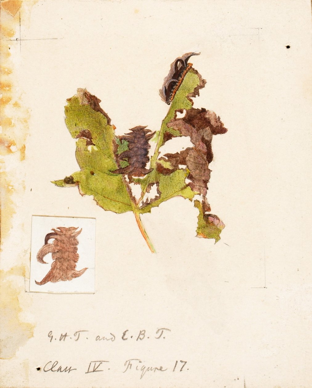 Crumpled Leaf Caterpillar, study for book Concealing Coloration in the ...