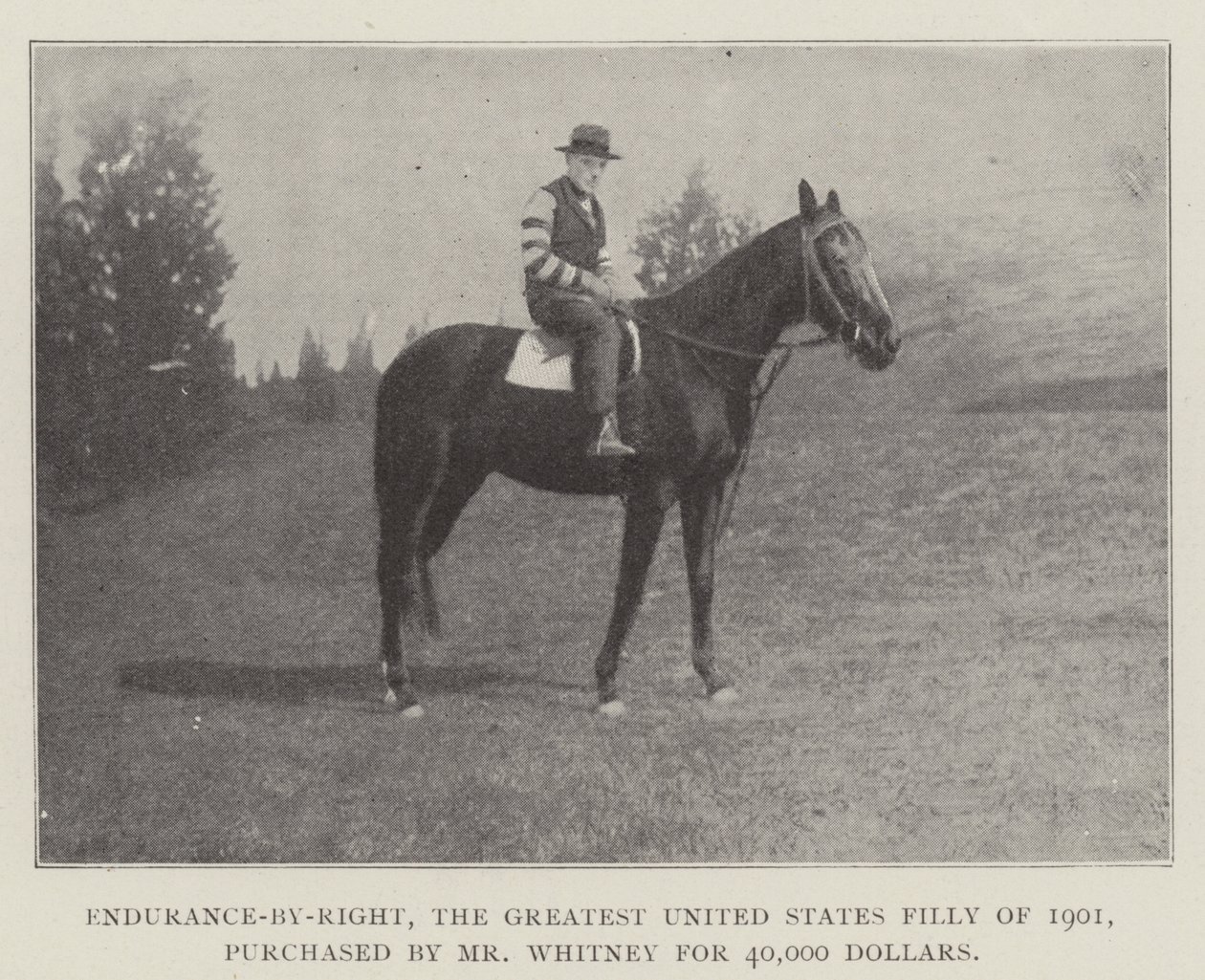 Endurance-by-Right, the Greatest United States Filly of 1901, purchased ...