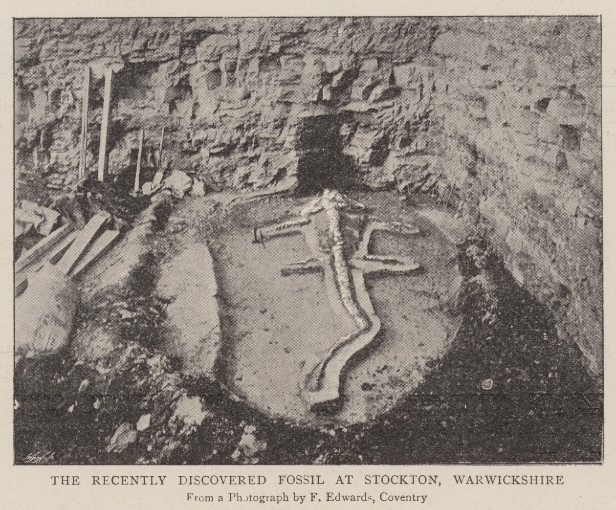 The Recently Discovered Fossil at Stockton, Warwickshire
