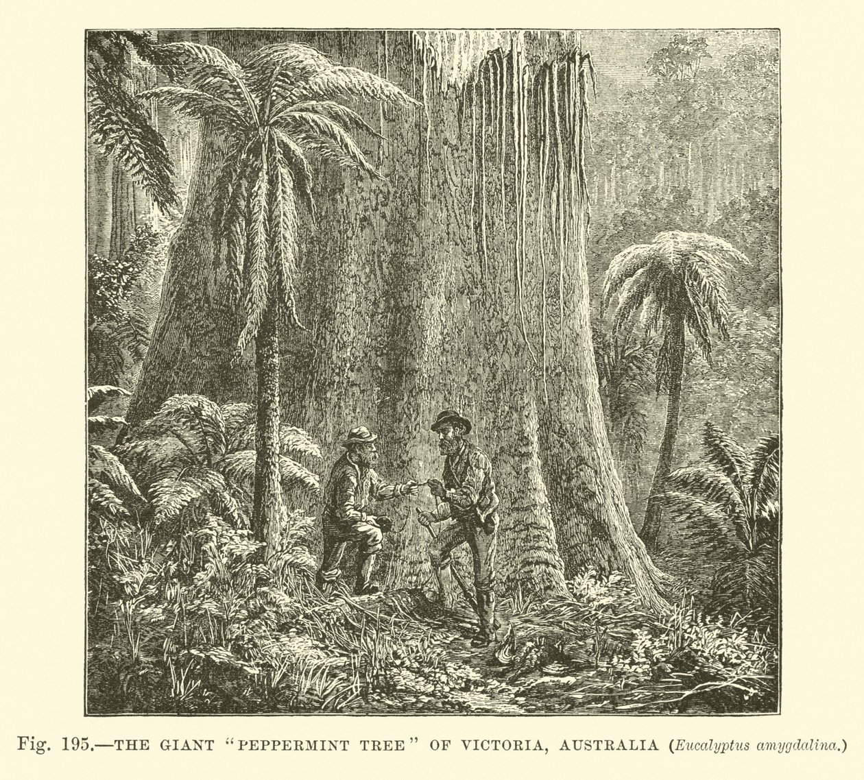 The Giant Peppermint Tree of Victoria, Australia, Eucalyptus Amygdalina