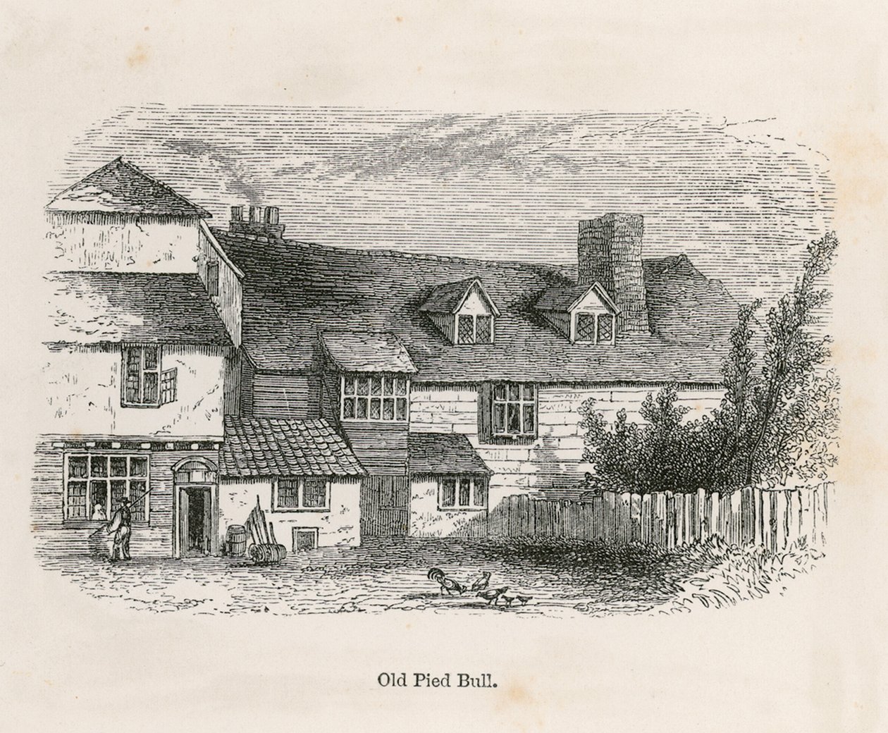 The Old Pied Bull (rear) by English School: Fine art print