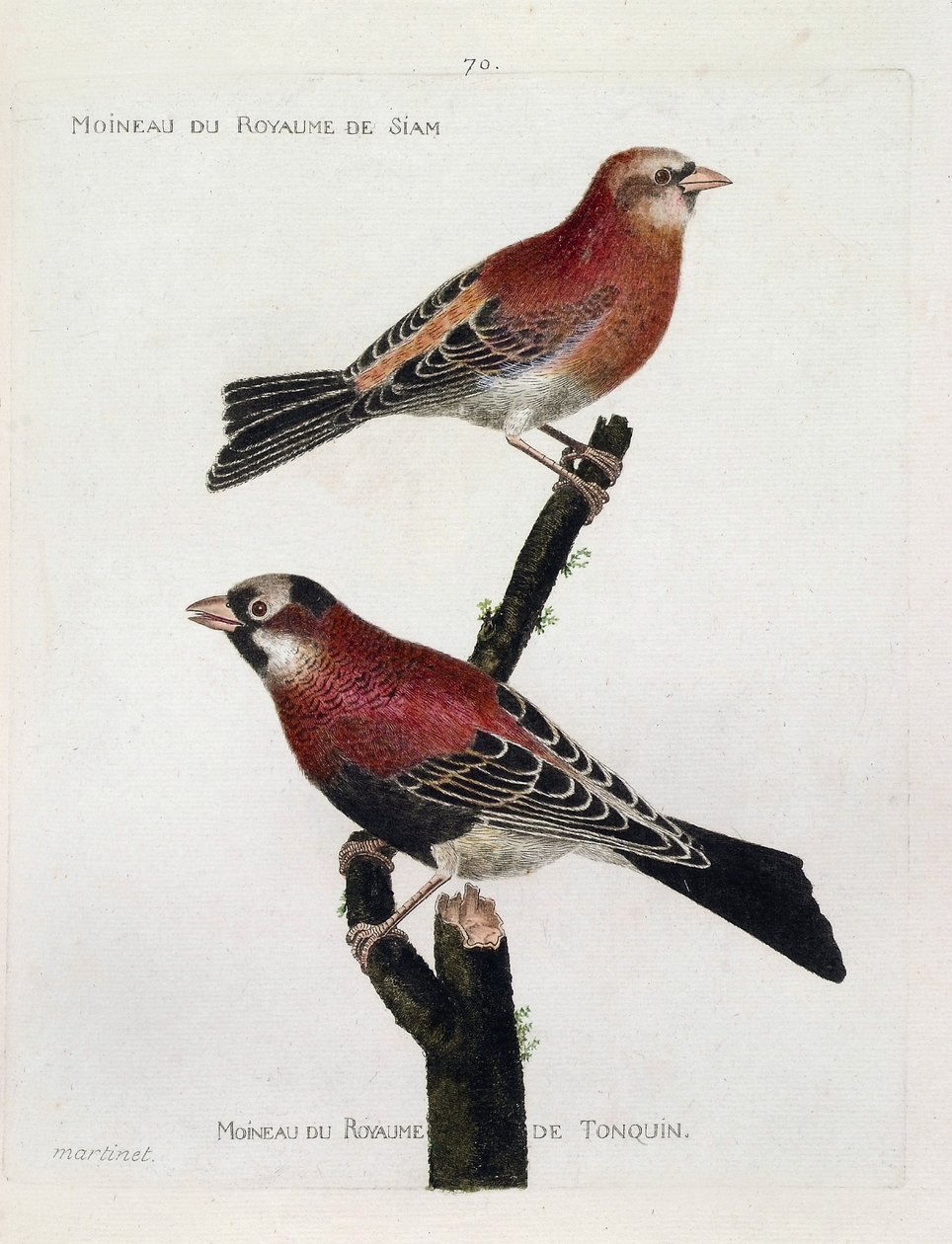 Zoological chart (ornithology): top to bottom: Sparrow of the kingdom ...