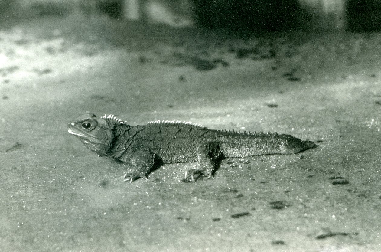A Cook Strait, or Northern Tuatara at London Zoo, c.1923