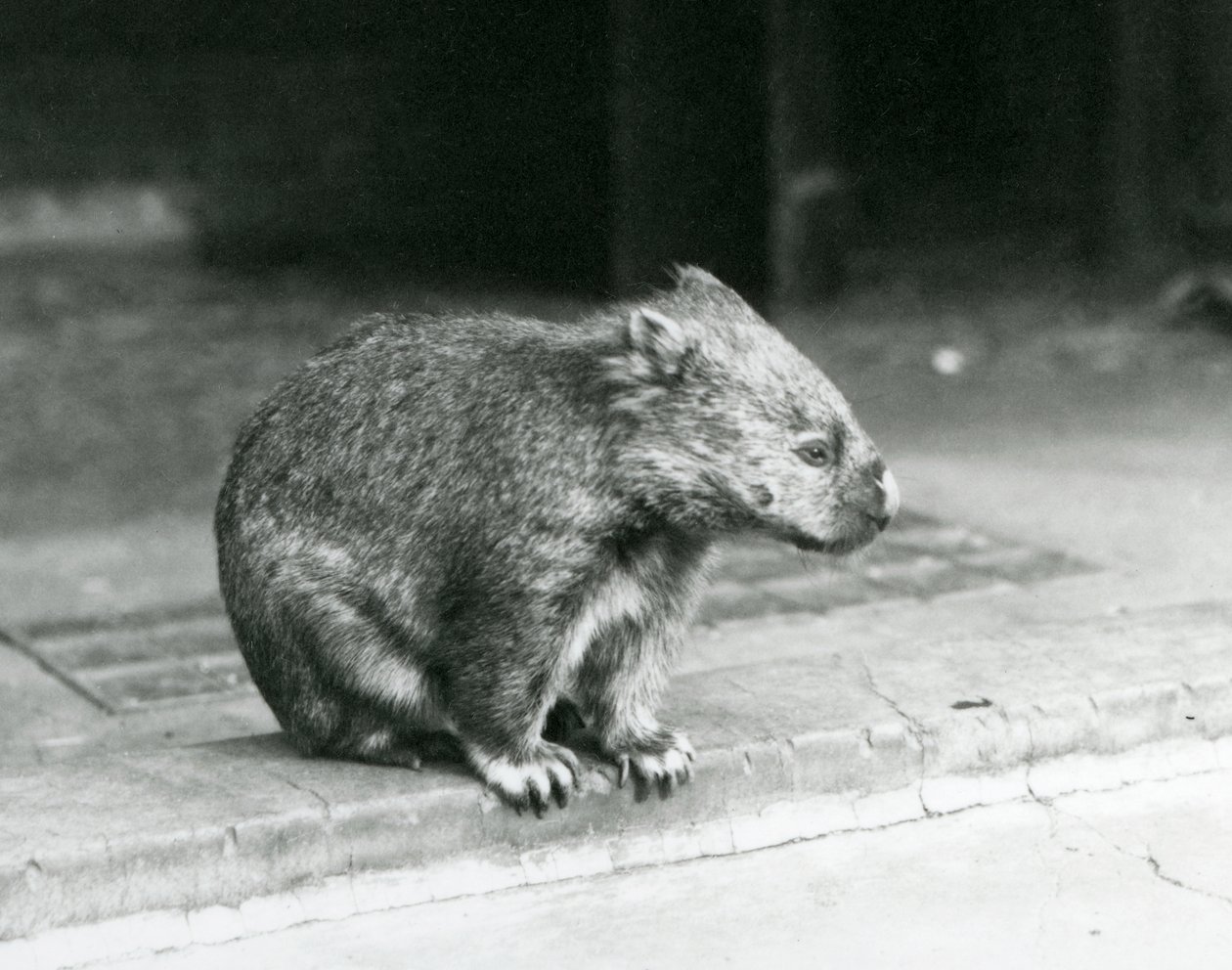 A Bare-nosed/Common/Coarse Haired Wombat sitting on the ground at ...