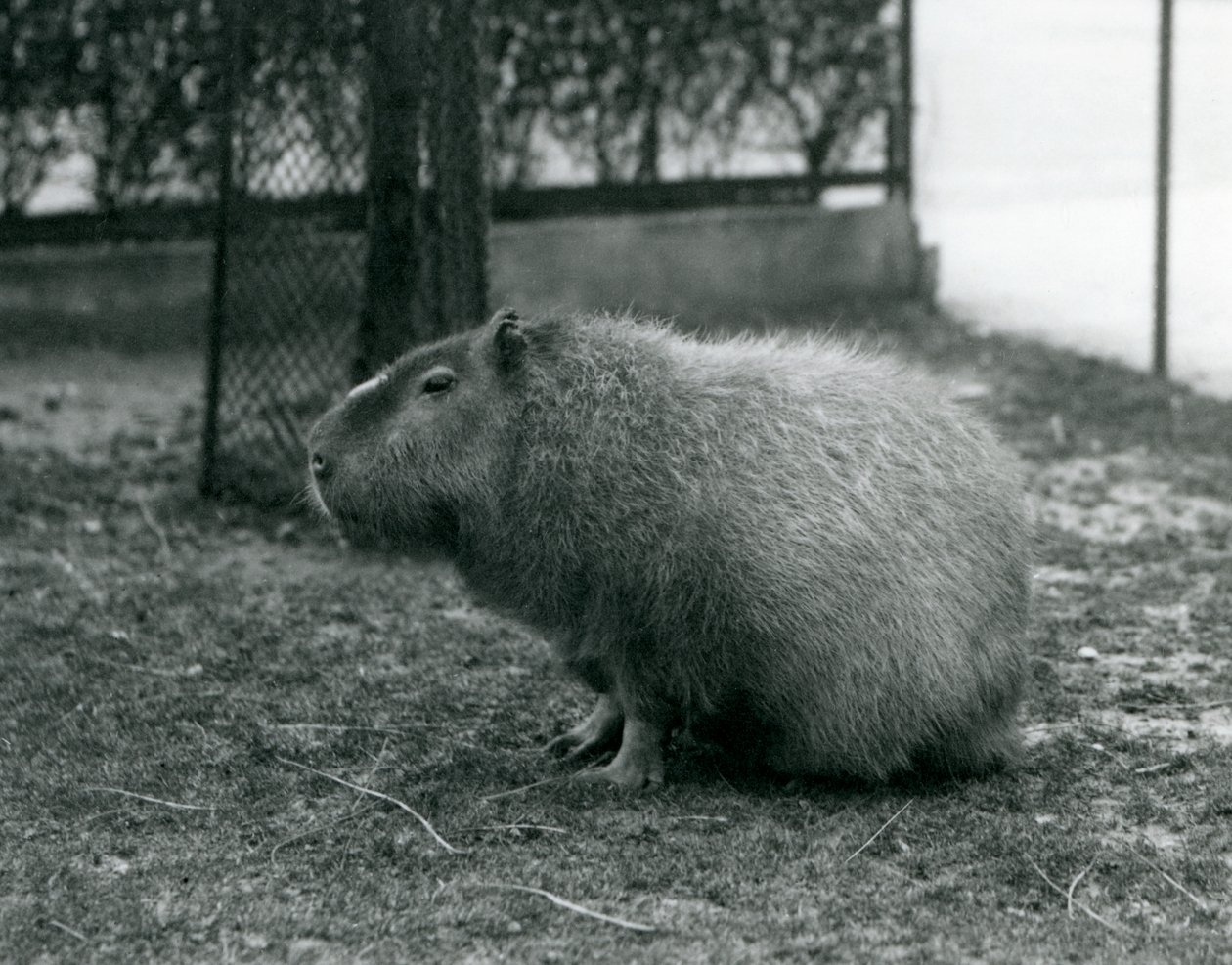 A Capybara sitting in its enclosure at London Zoo