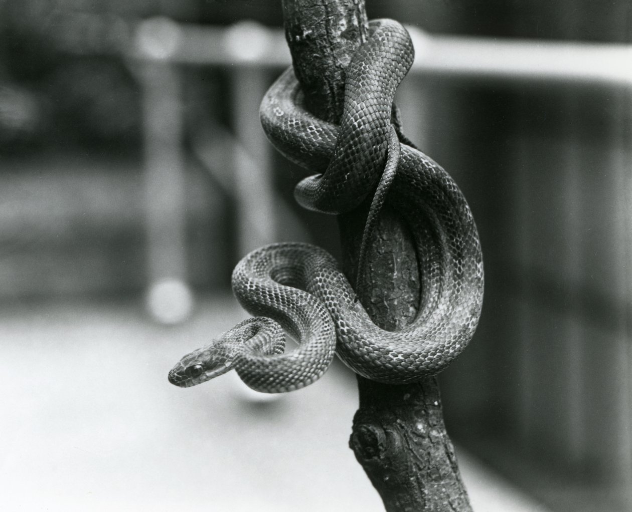 A Texas Rat Snake coiled around an almost vertical branch at London Zoo ...