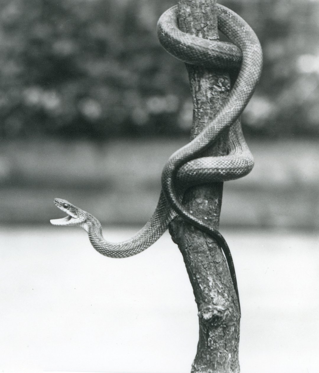A Gaping Texas Rat Snake Coiled Around a Vertical Branch at London Zoo ...