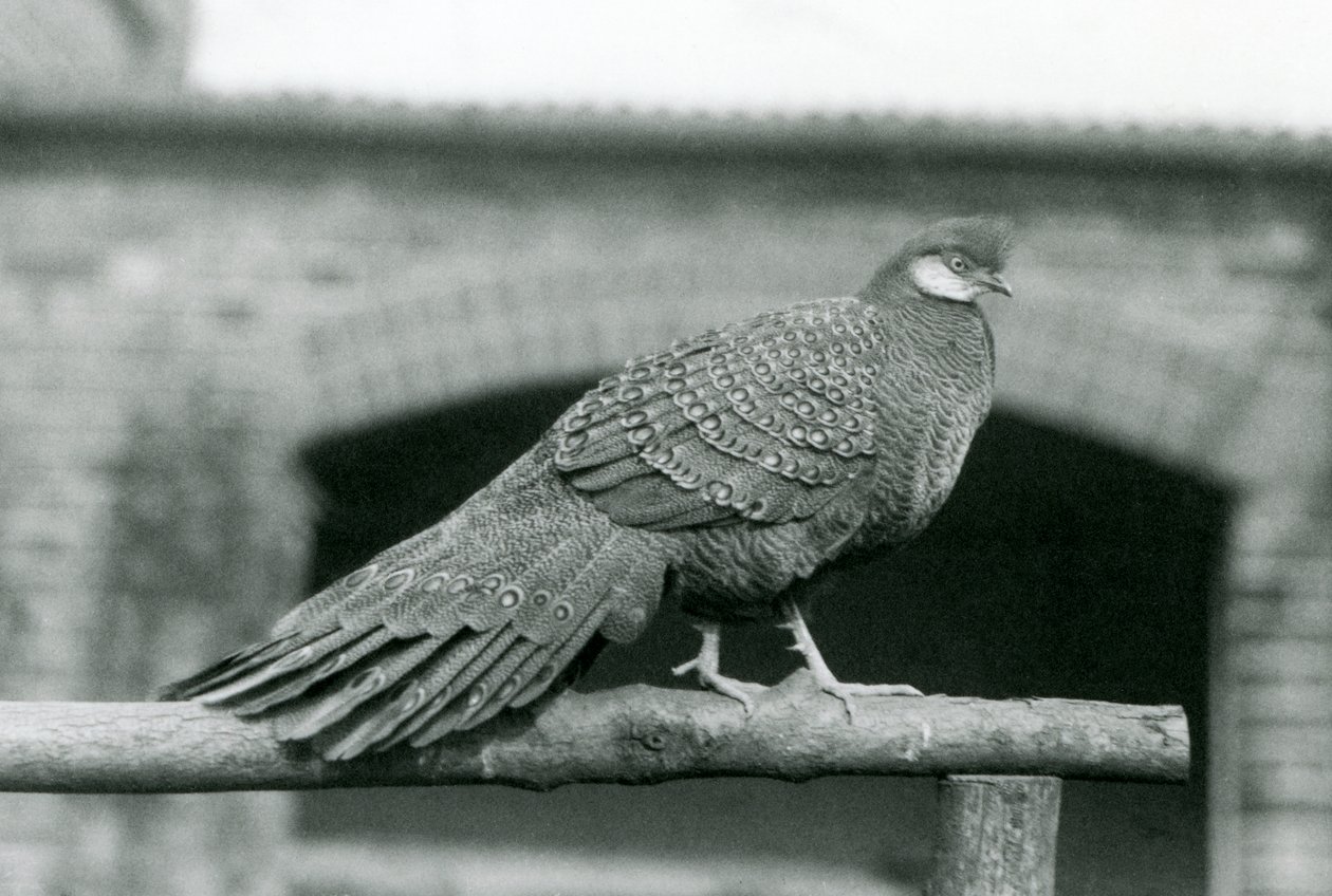 A male Grey Peacock Pheasant standing on his perch at London Zoo in 1931