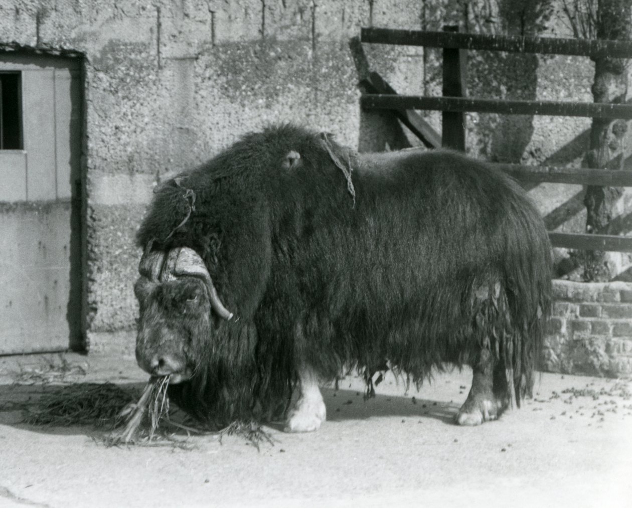 A mature bull Muskox standing, eating in his paddock at London Zoo in 1931