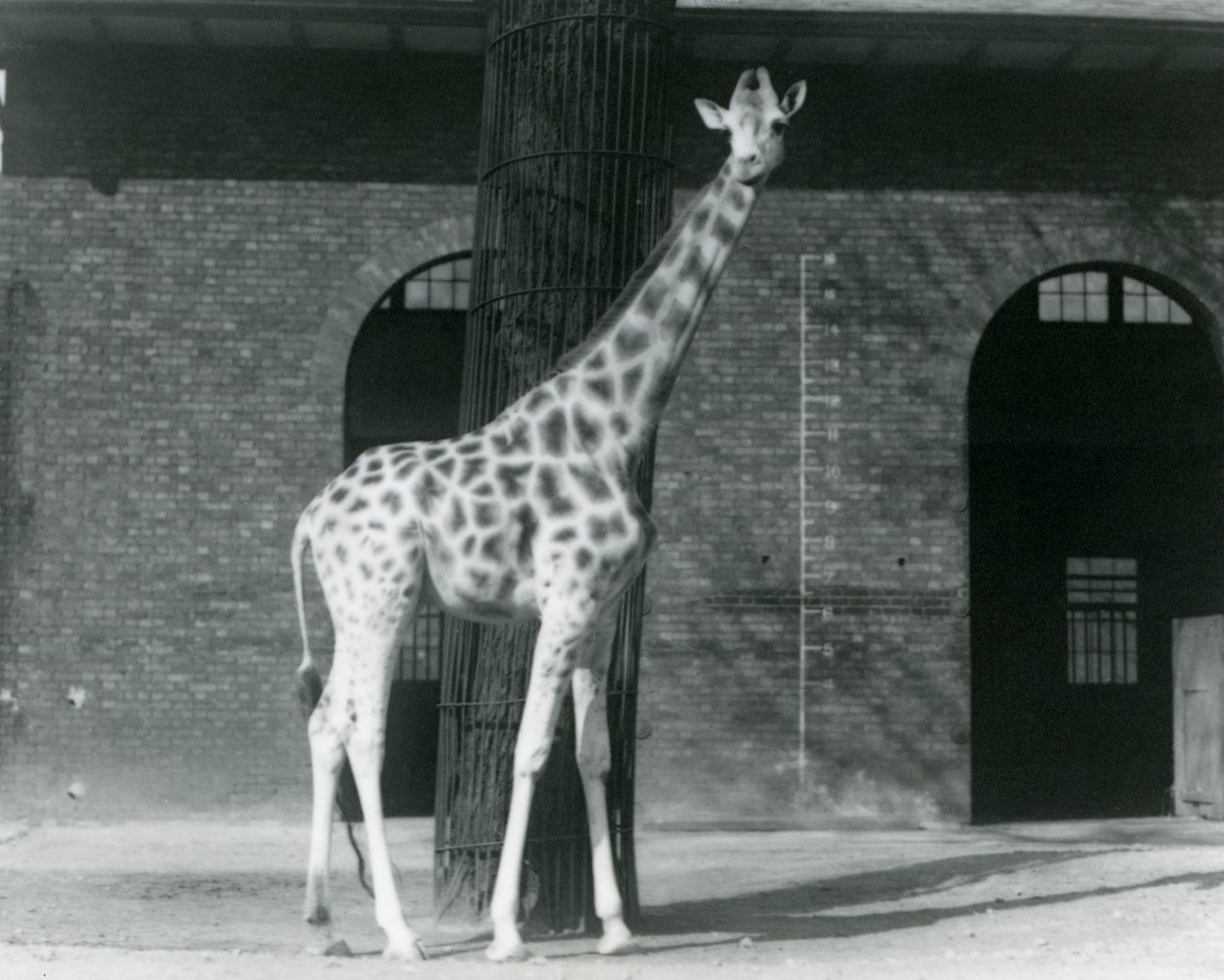 Female Giraffe, 'Maud', standing in front of a tree, in the paddock ...