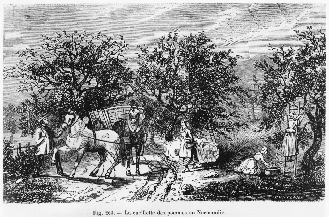 Apple Picking in Normandy by French School: Fine art print