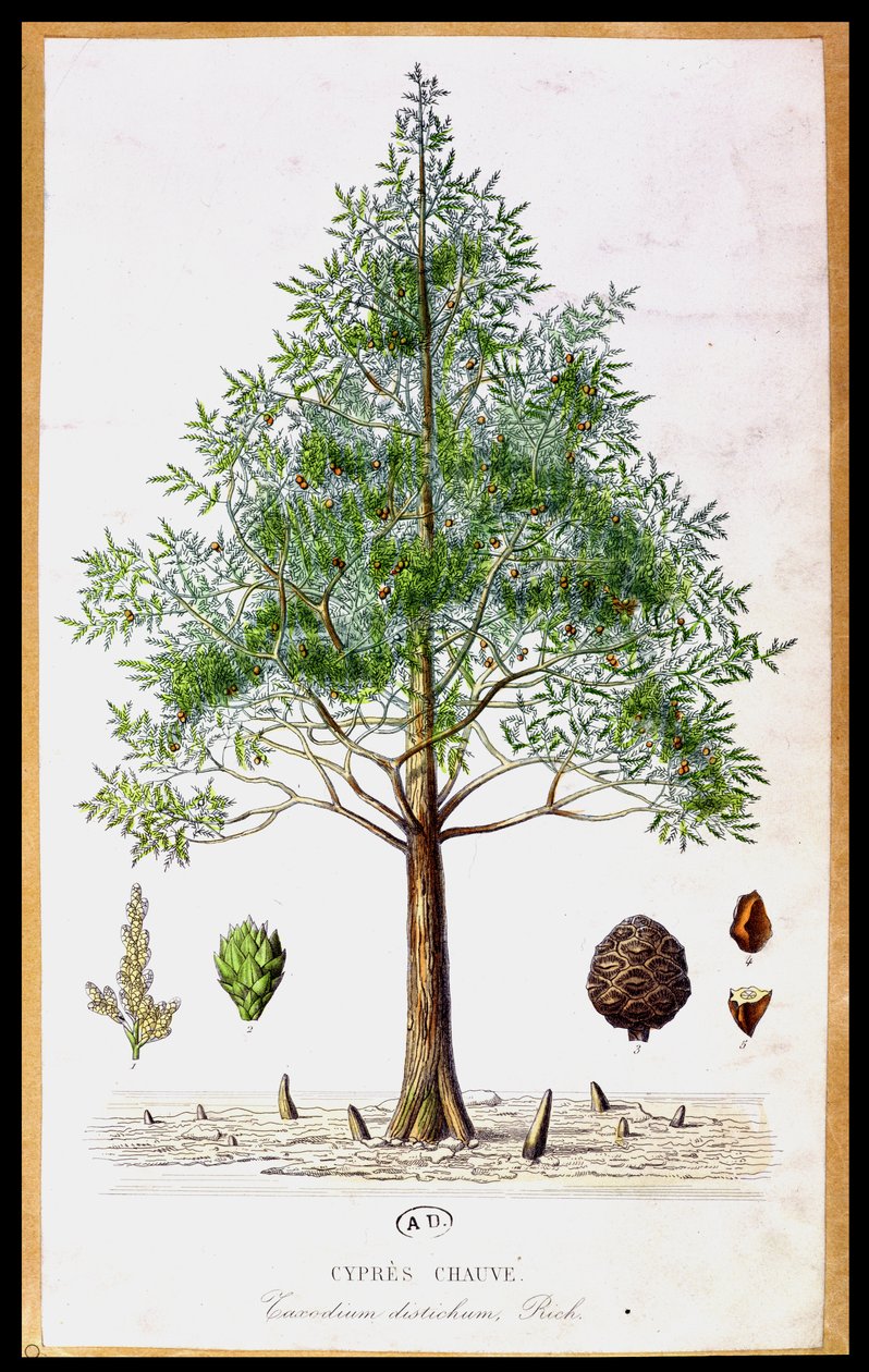 Swamp Cypress Tree Drawing Once Deep In Florida Was An Ancient Bald