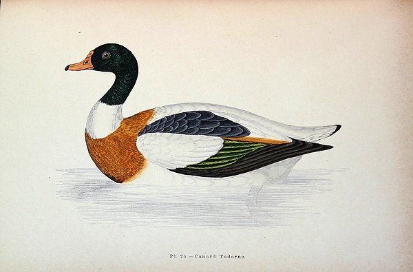 Common Shelduck by French School: Buy fine art print