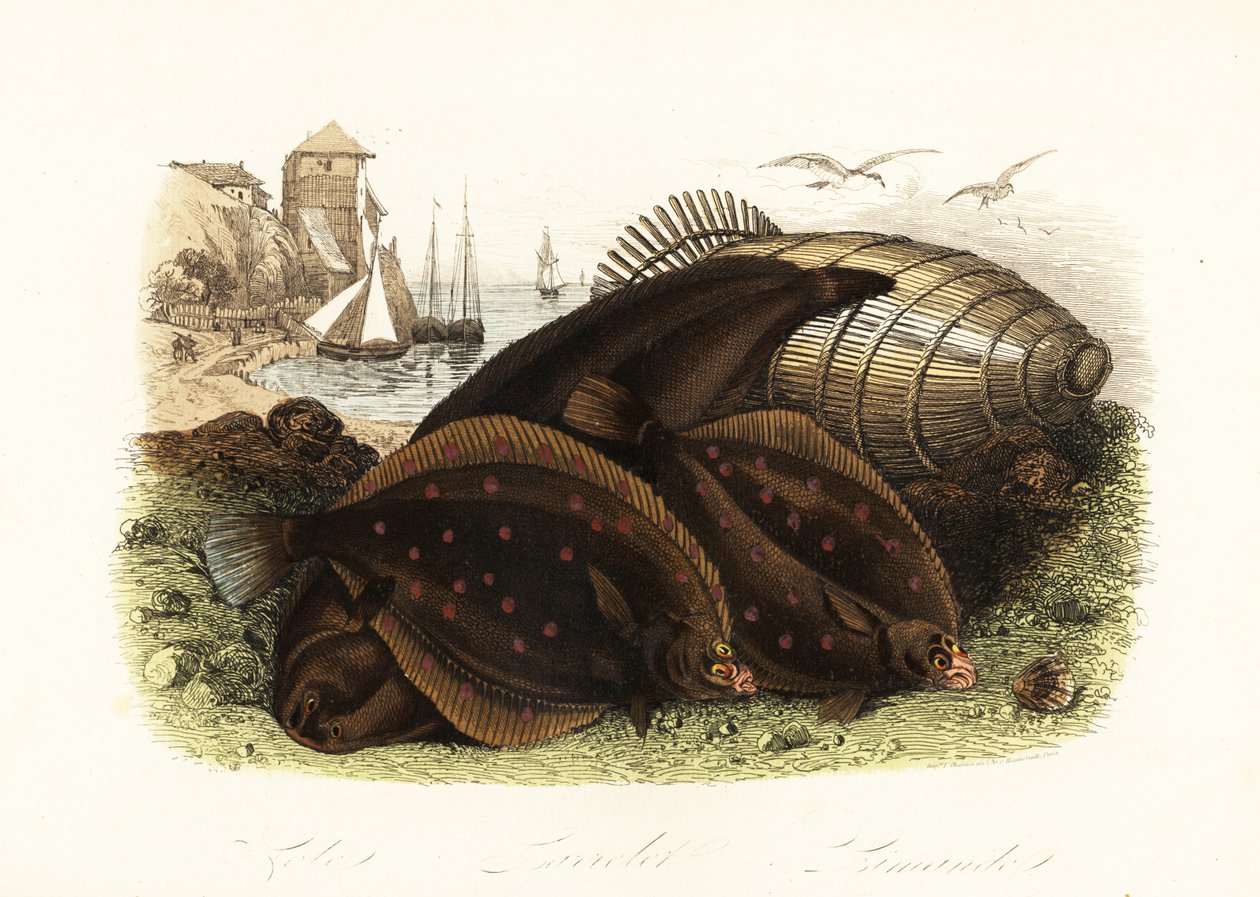 Dover Sole, European Plaice, and Common Dab on a Beach with a Fish Trap