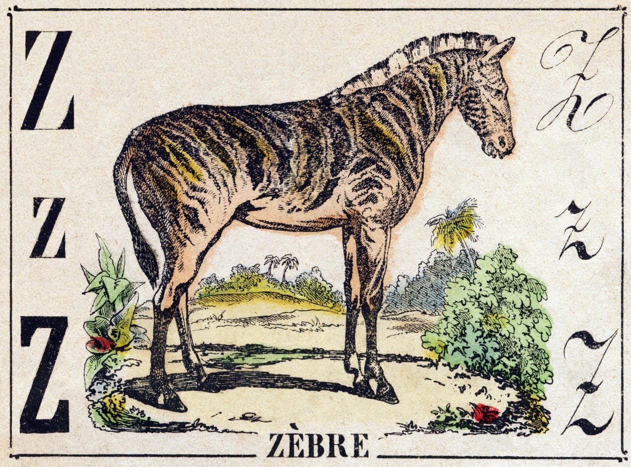 Animal Alphabet Zebra Print
