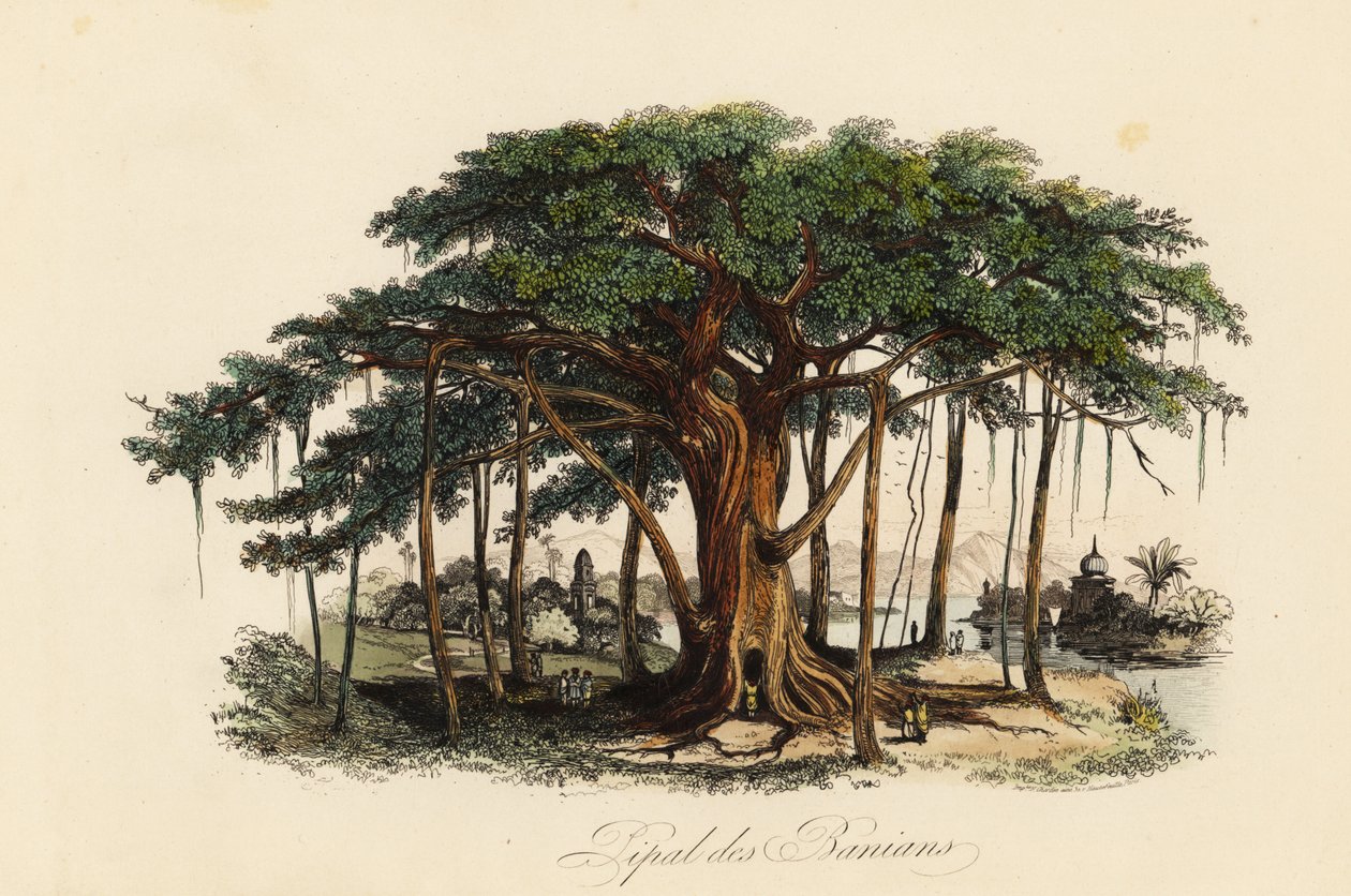 Sacred Fig Tree, Ficus Religiosa by French School