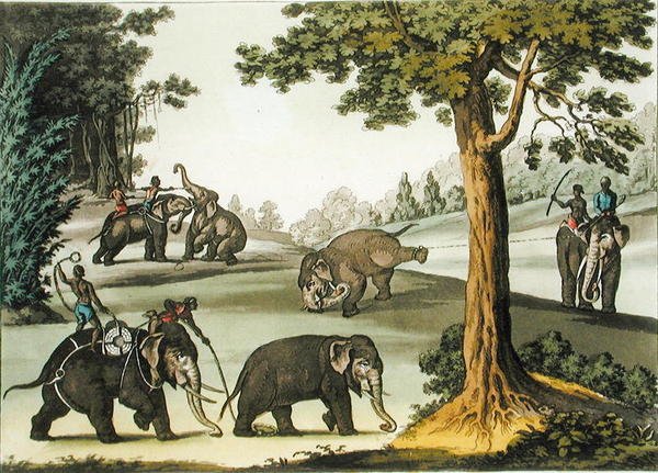 Capturing Elephants in Burma, plate 76 from 'Le Costume Ancien et ...