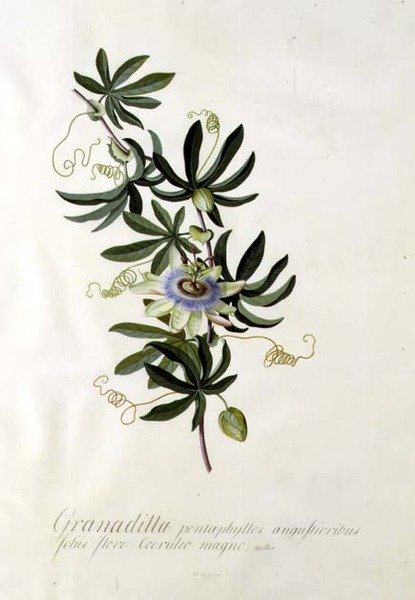 Passion Flower by Georg Dionysius Ehret: Fine art print