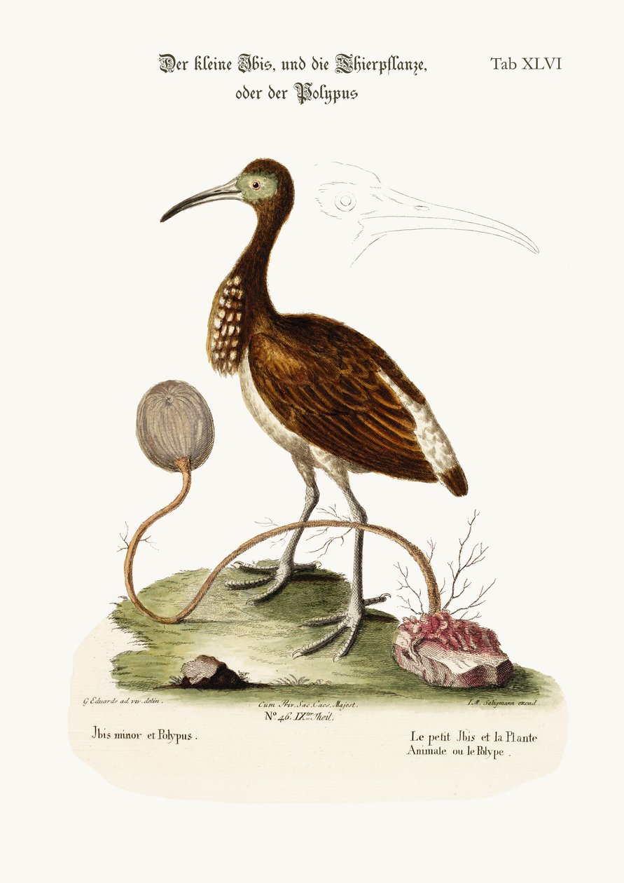 The Lesser Ibis, and the Animal-Plant or Polype