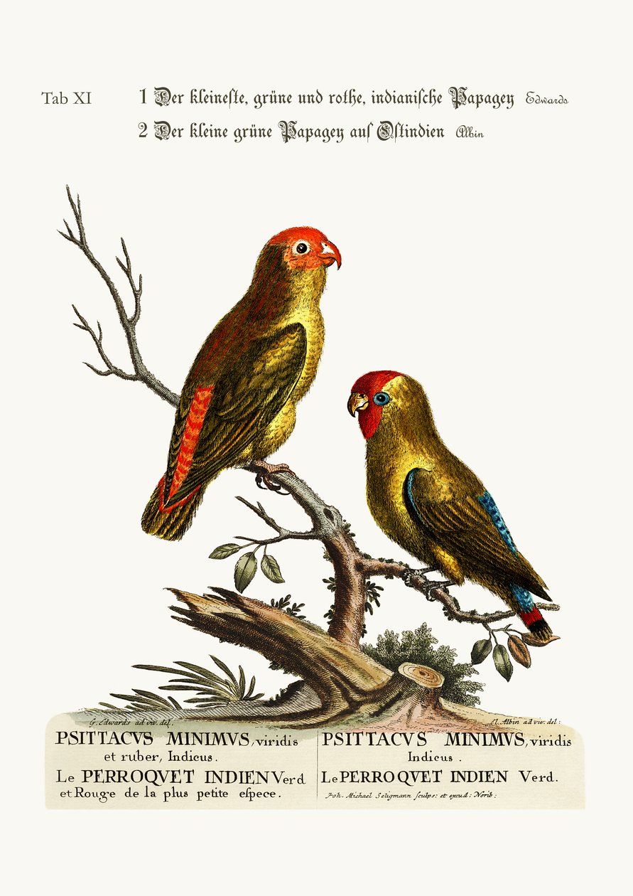 The Smallest Green and Red Indian Paroquet. The Small Green Parrot of ...