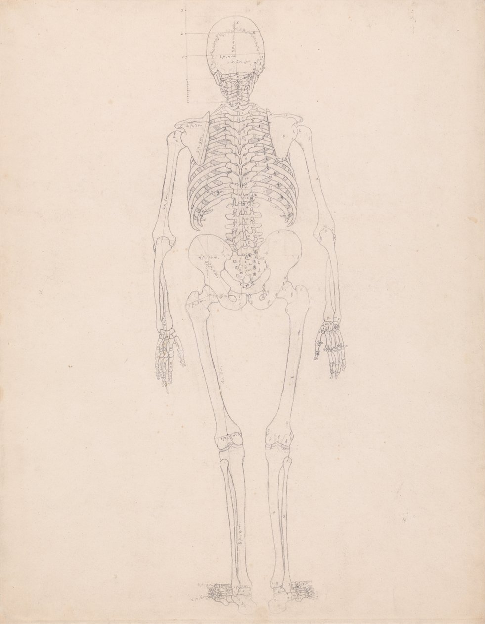 A Comparative Anatomical Exposition of the Structure of the Human Body ...