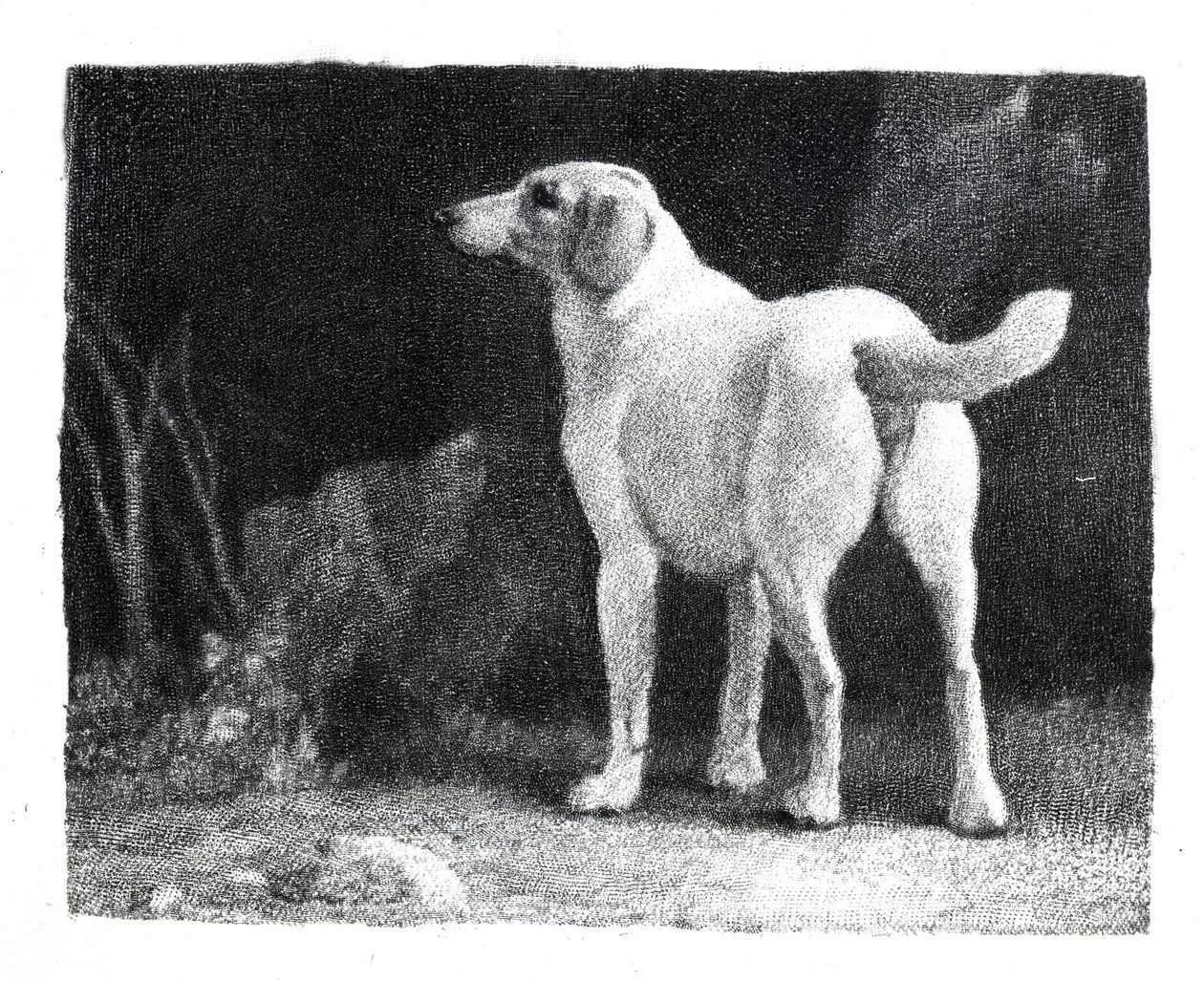 Dog by George Stubbs: Highest-quality art reproduction