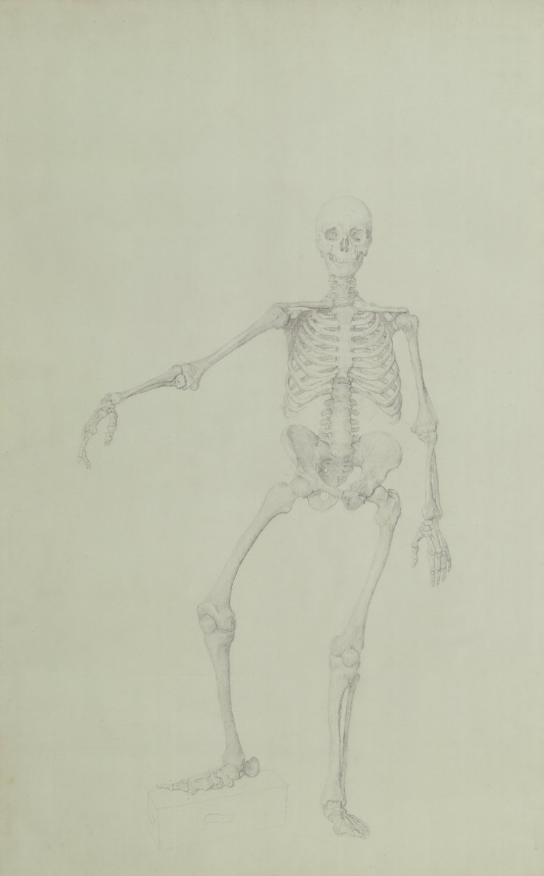 Human Skeleton, Anterior View, Right Arm Outstretched, illustration ...