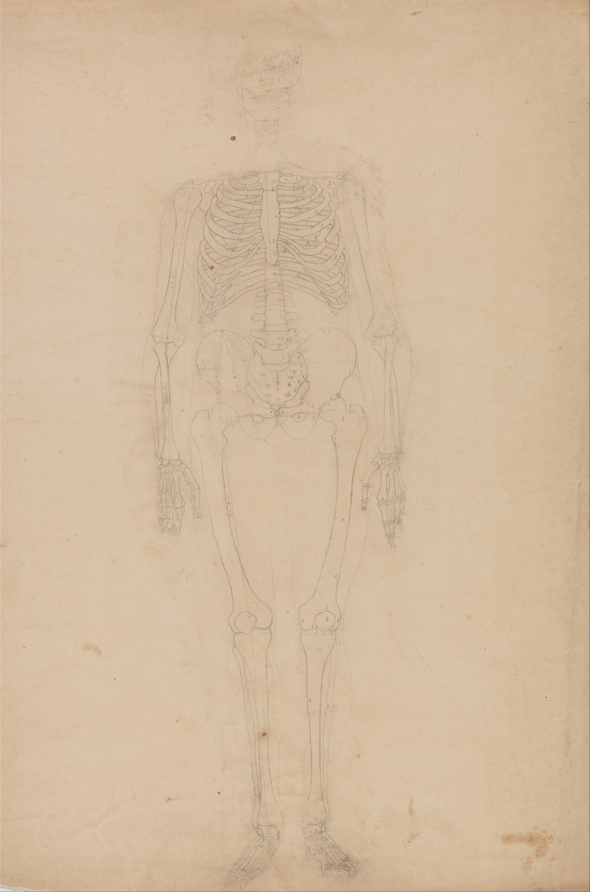 Human Skeleton, Anterior View by George Stubbs