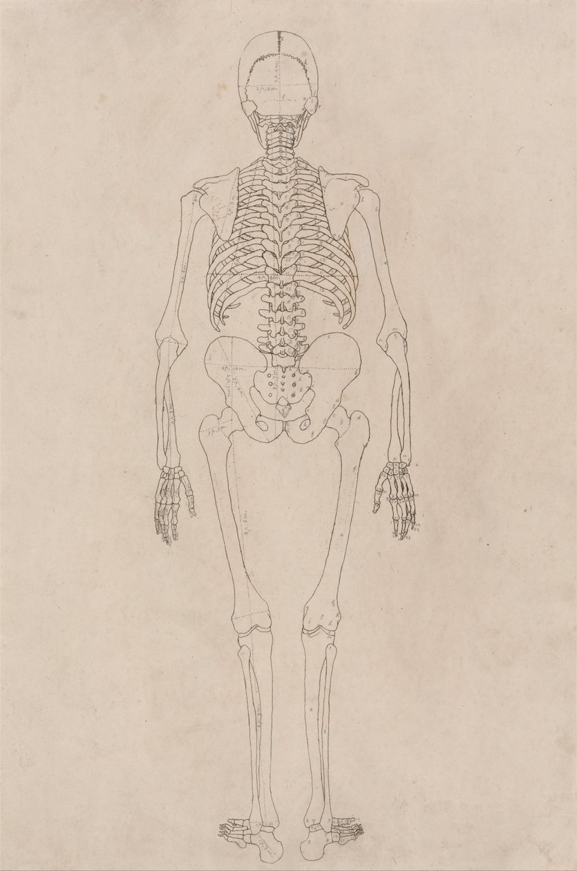 A Comparative Anatomical Exposition of the Structure of the Human Body ...