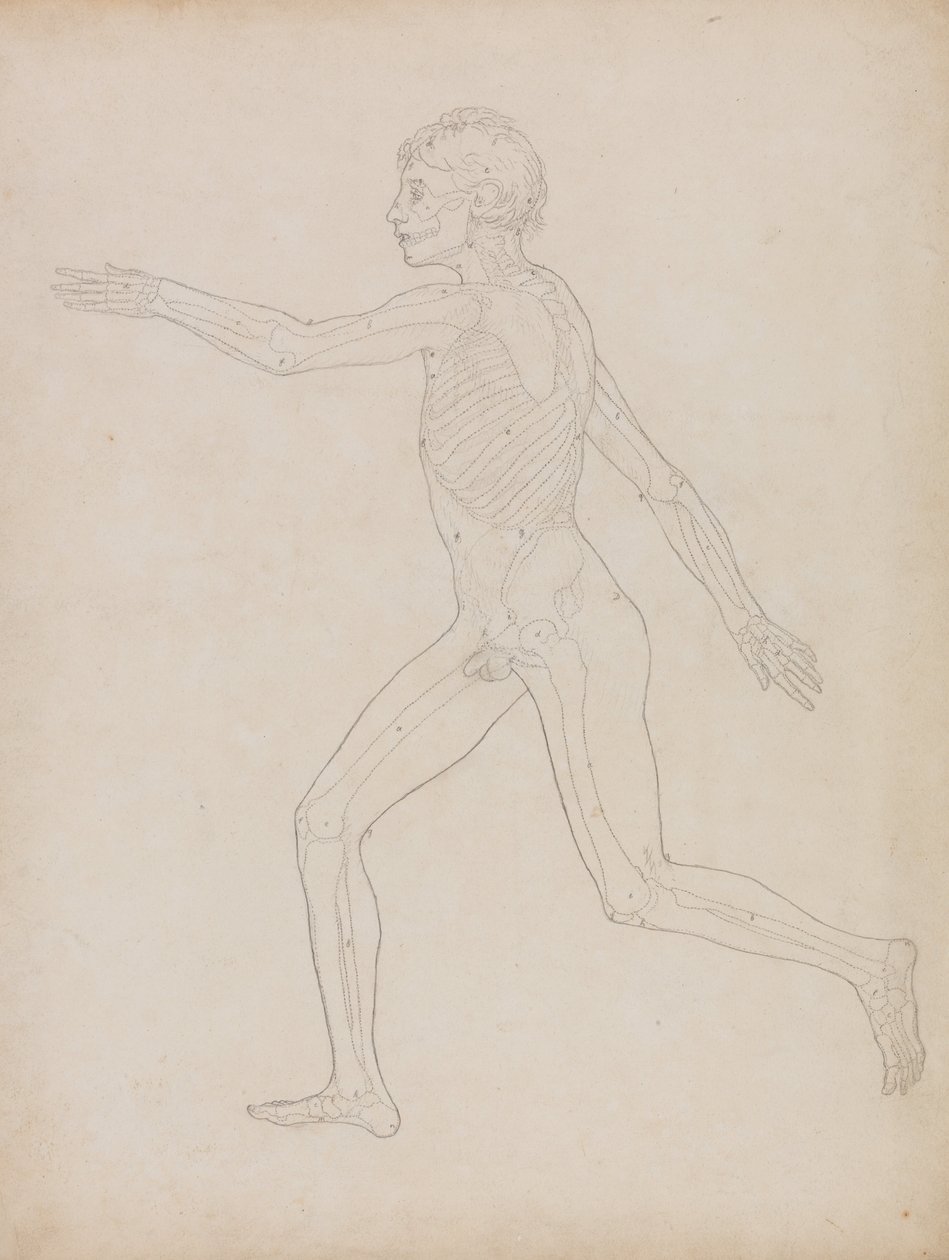 Comparative Anatomical Exposition: Human Figure, Lateral View
