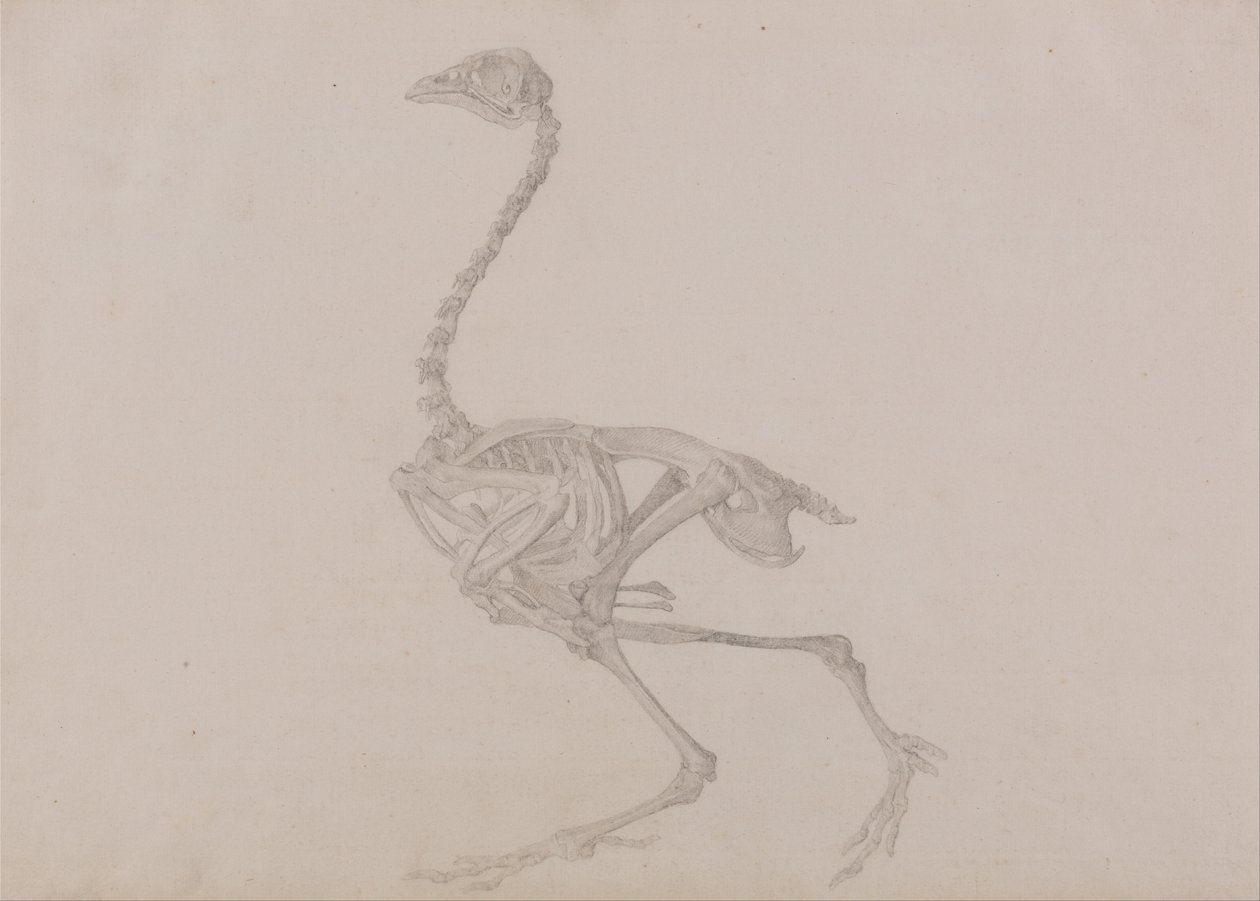 Comparative Anatomical Exposition: Dorking Hen Skeleton, Lateral View