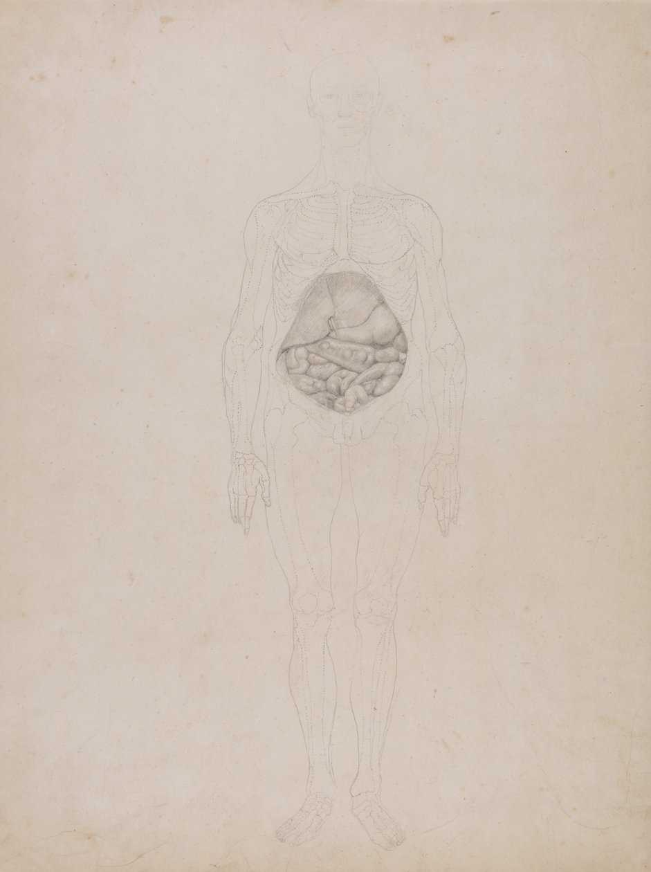 Comparative Anatomical Exposition: Human Figure, Anterior View
