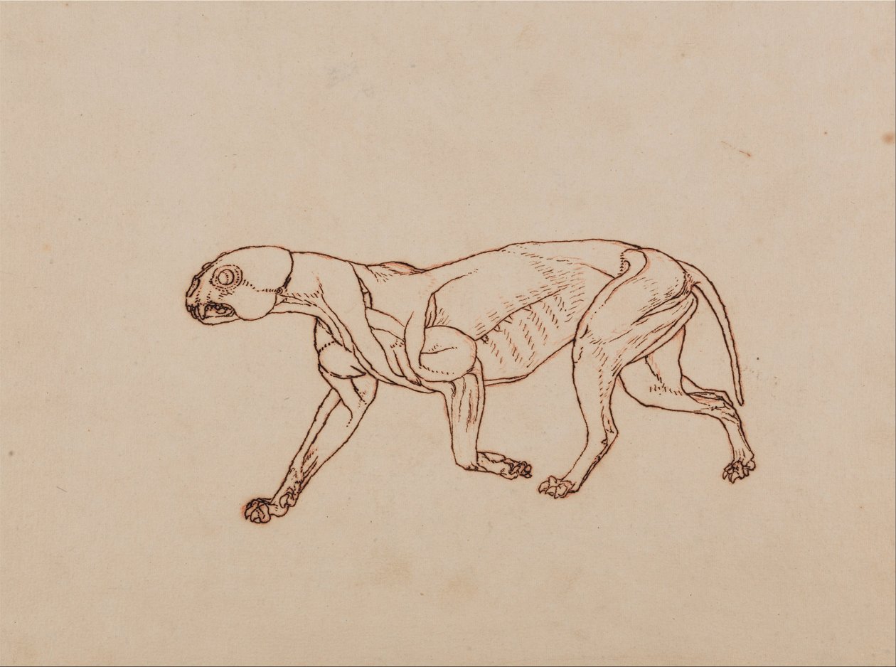 Comparative Anatomical Exposition of the Human Body with a Tiger and a ...