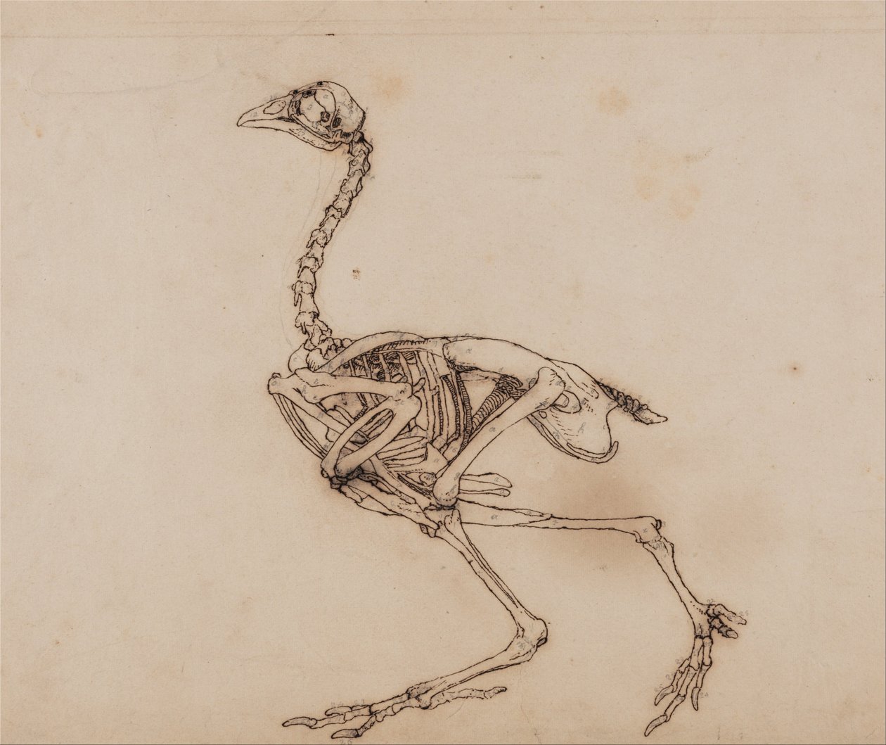 Comparative Anatomical Exposition of the Human Body with a Tiger and a ...